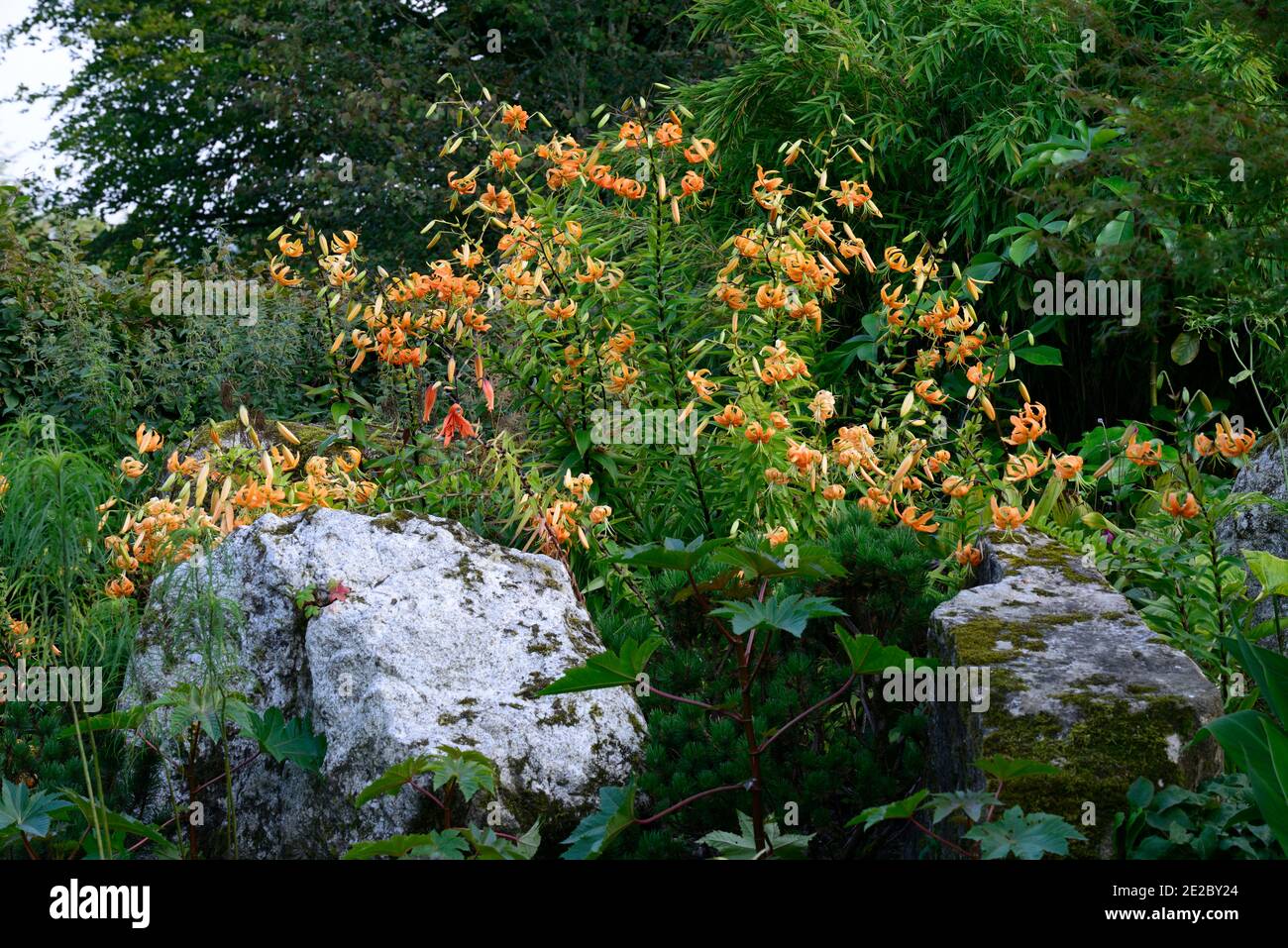 lilium henryi,lily,lilies,orange,flowers,speckled,markings,plant ...