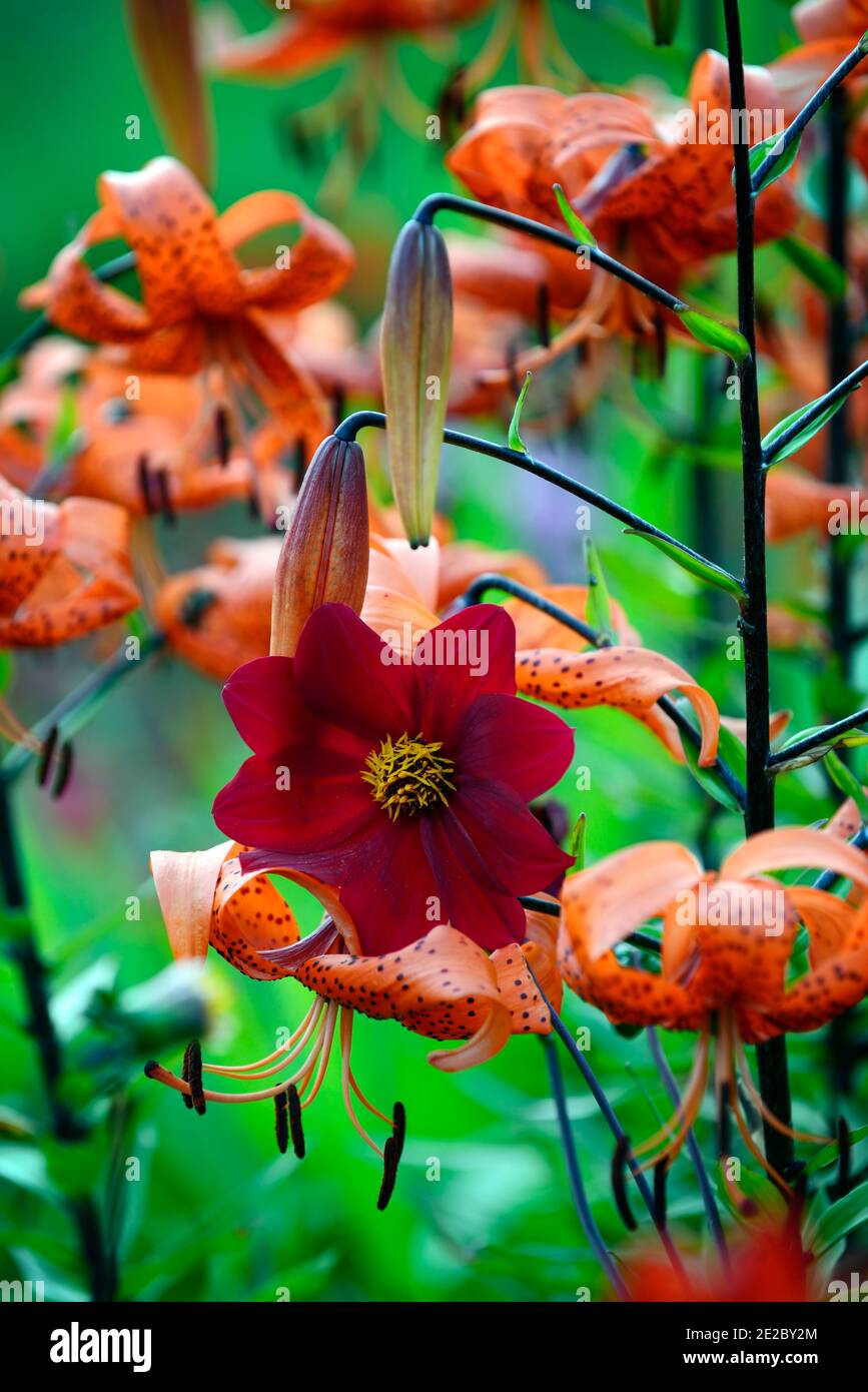 lilium lancifolium tigrinum splendens,orange,speckled markings, closeup ...
