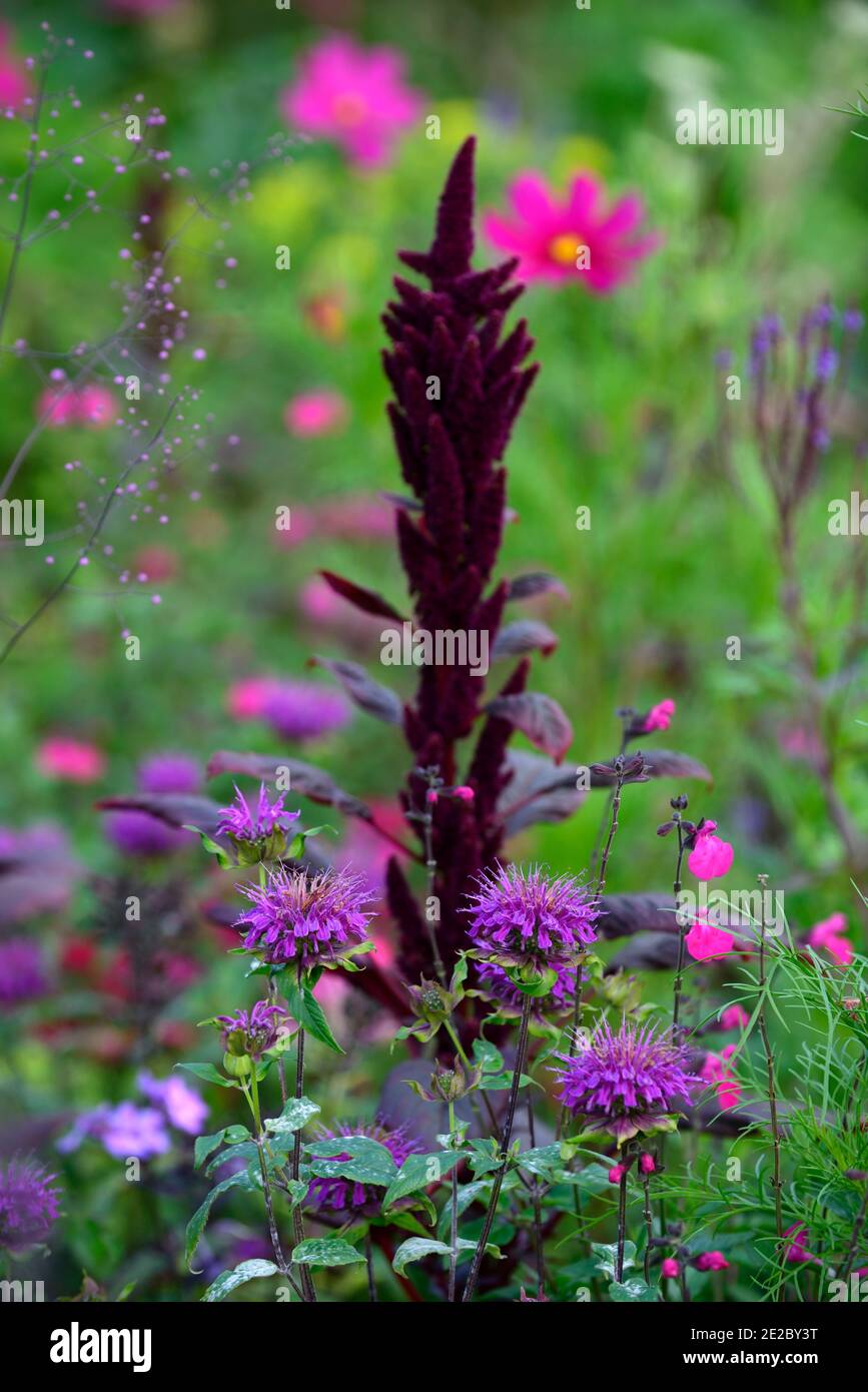 Monarda didyma,bee balm,bergamot,purple,Amaranthus cruentus Velvet ...