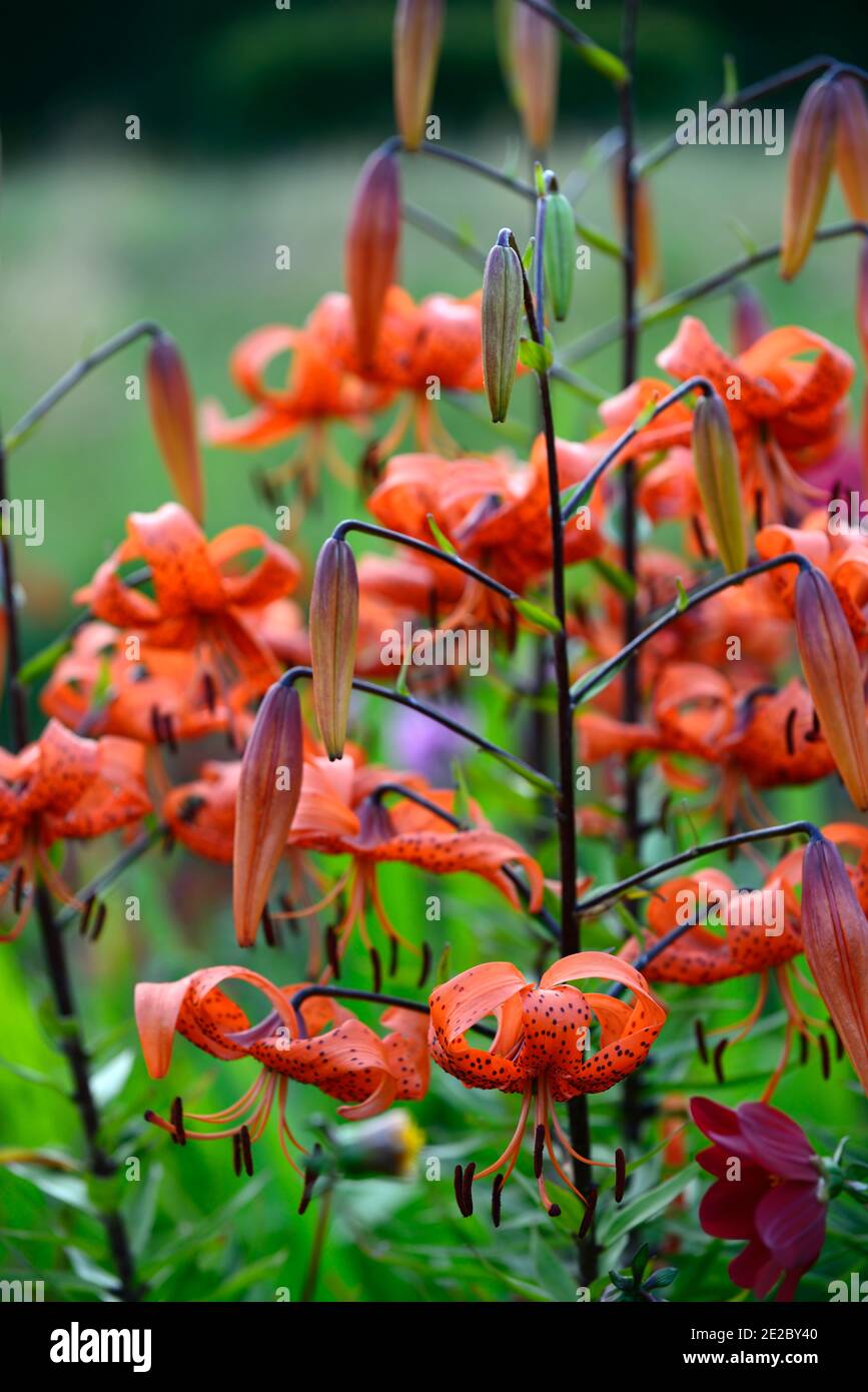 lilium lancifolium tigrinum splendens,orange,speckled markings, closeup ...