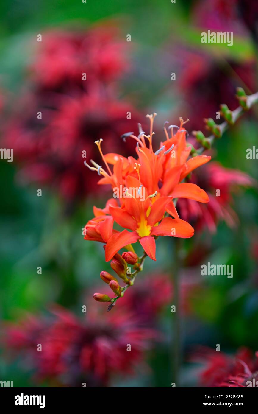 orange crocosmia,,monarda jacob cline, bergamot,red flower,scarlet ...