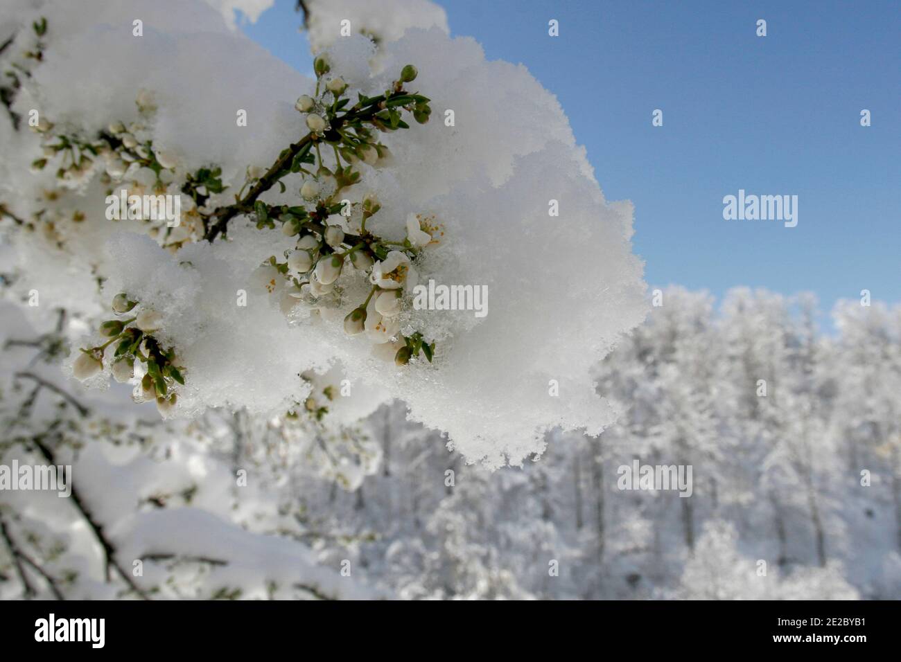 Fruit bloom covered with snow hi-res stock photography and images - Alamy