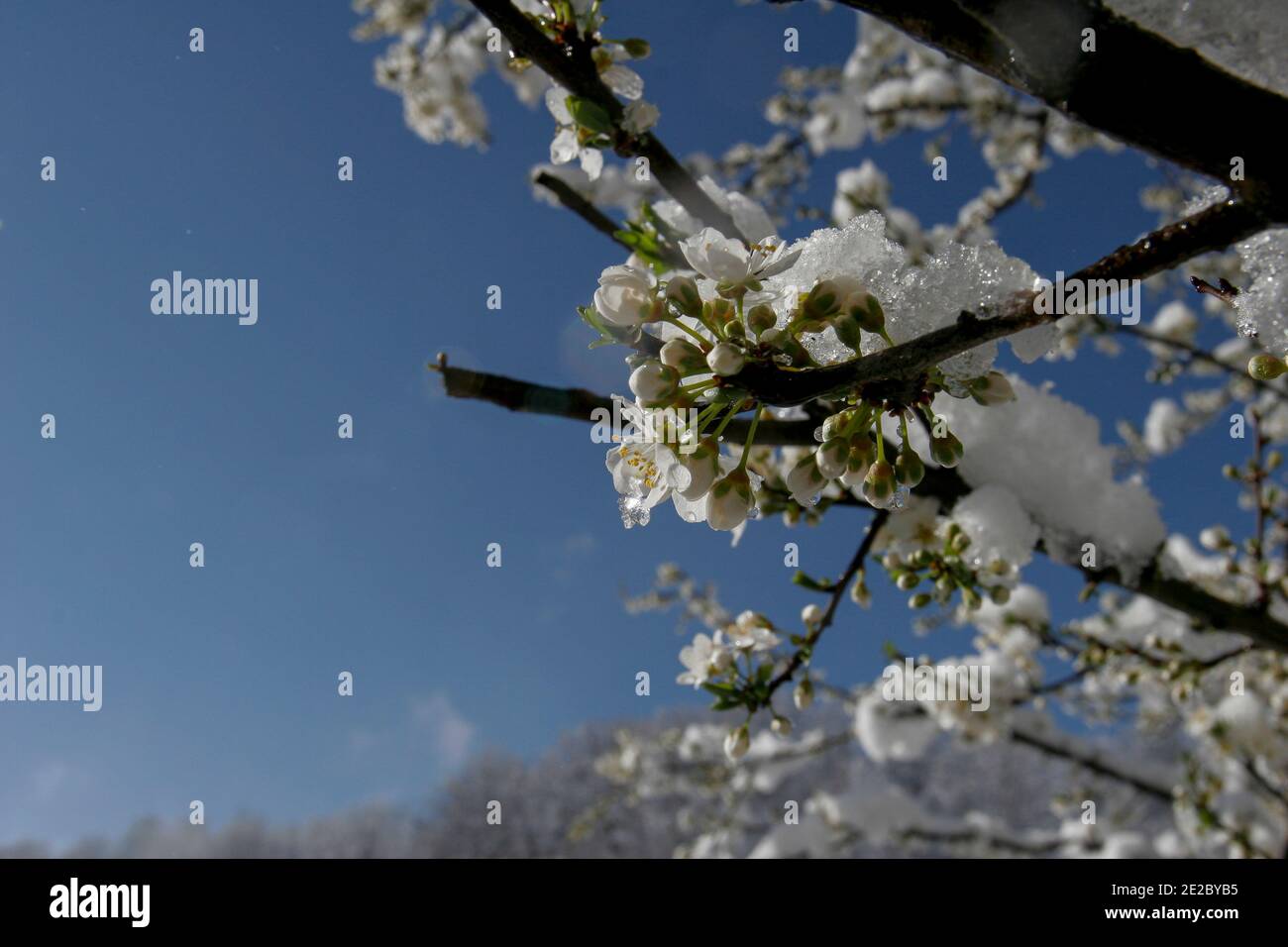 Fruit bloom covered with snow hi-res stock photography and images - Alamy