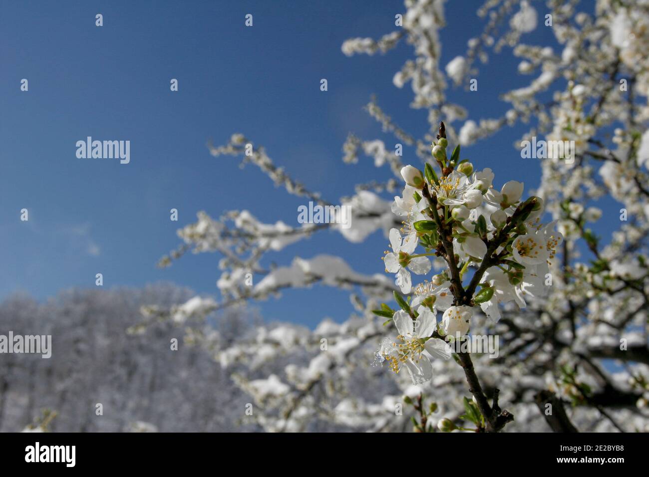 Fruit bloom covered with snow hi-res stock photography and images - Alamy