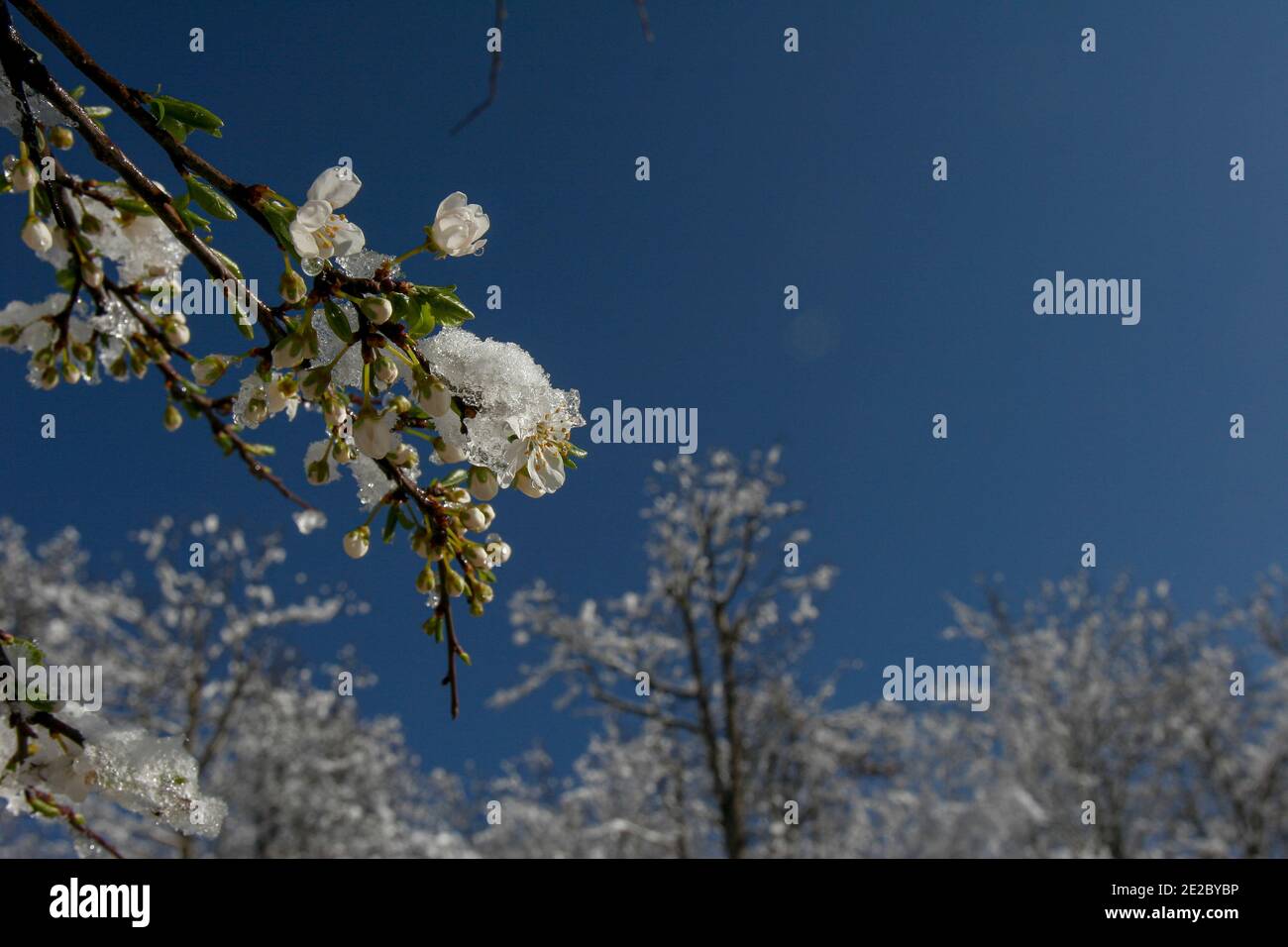 Fruit bloom covered with snow hi-res stock photography and images - Alamy