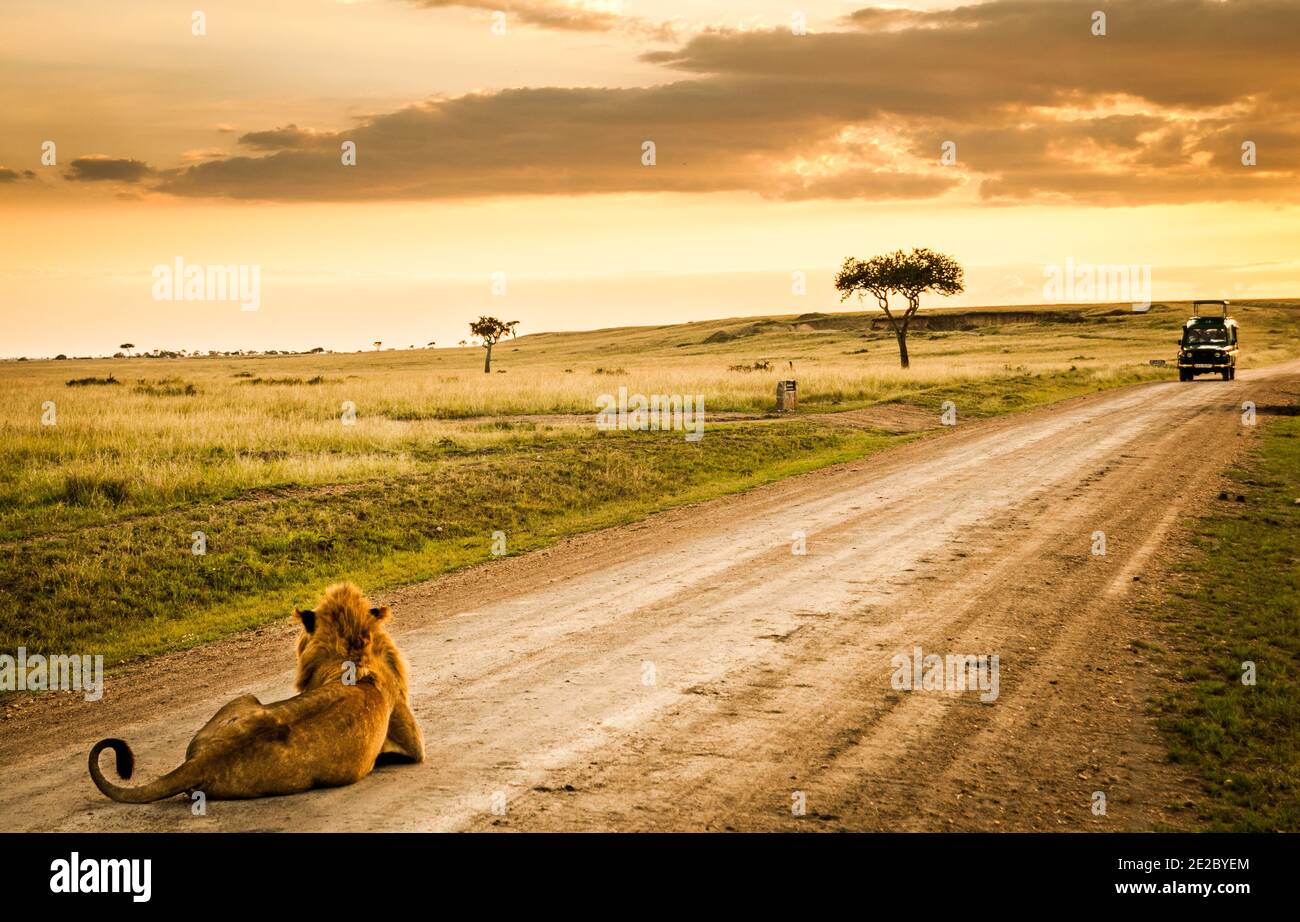 Lion blocks the road for a Safari vehicle, Kenya Stock Photo - Alamy