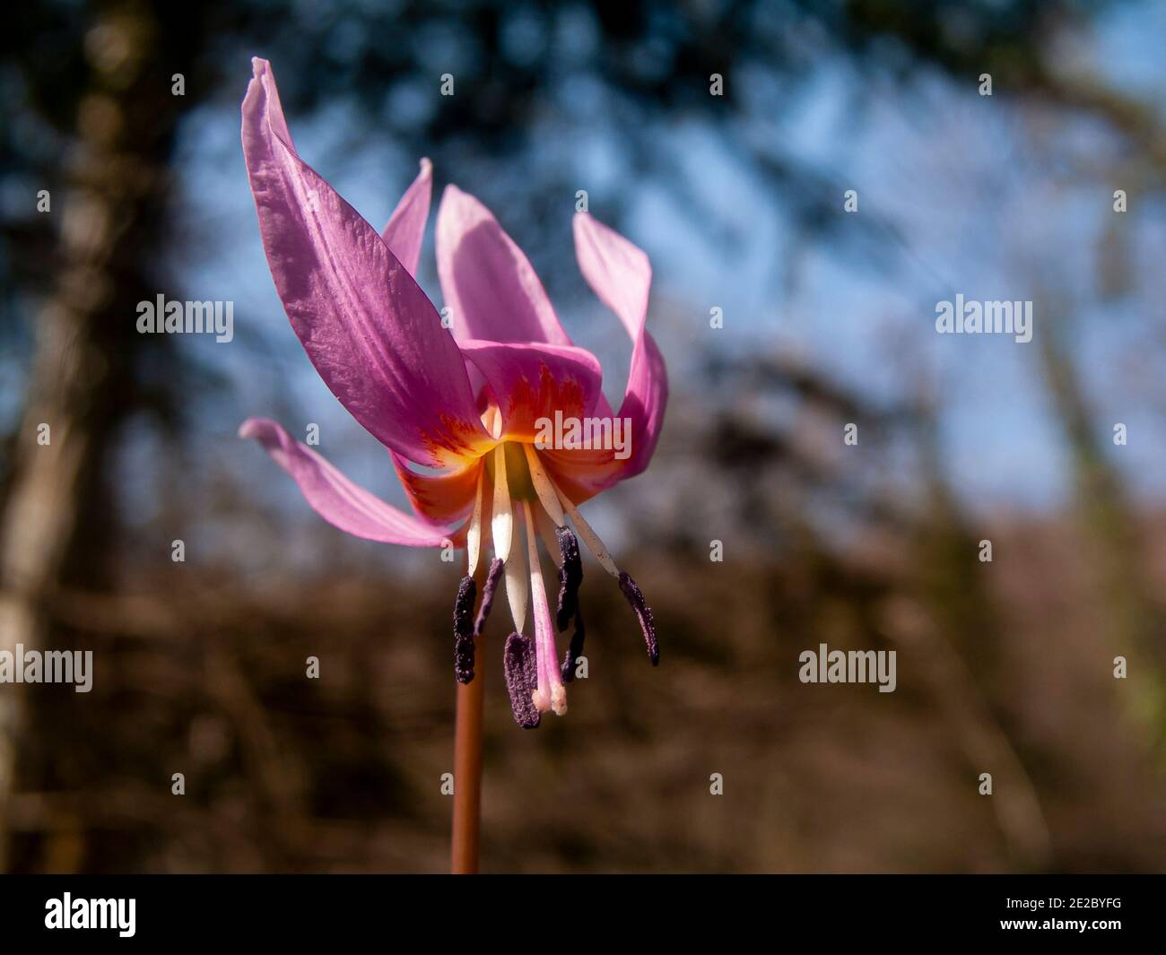 Dogtooth violet hi-res stock photography and images - Alamy