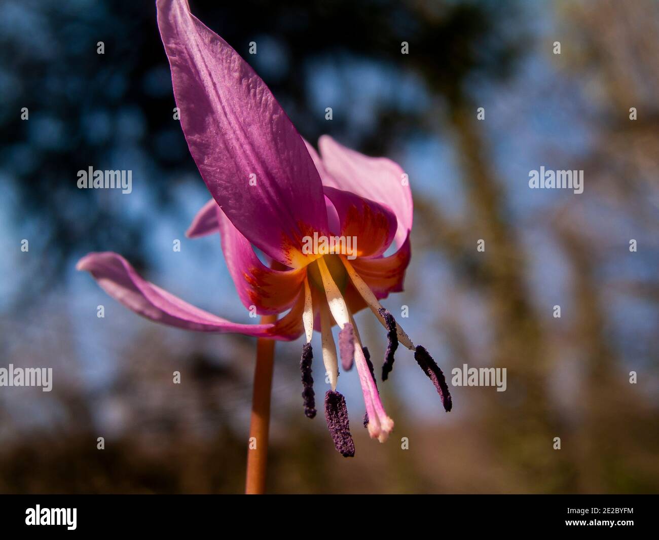 Dogtooth violet hi-res stock photography and images - Alamy