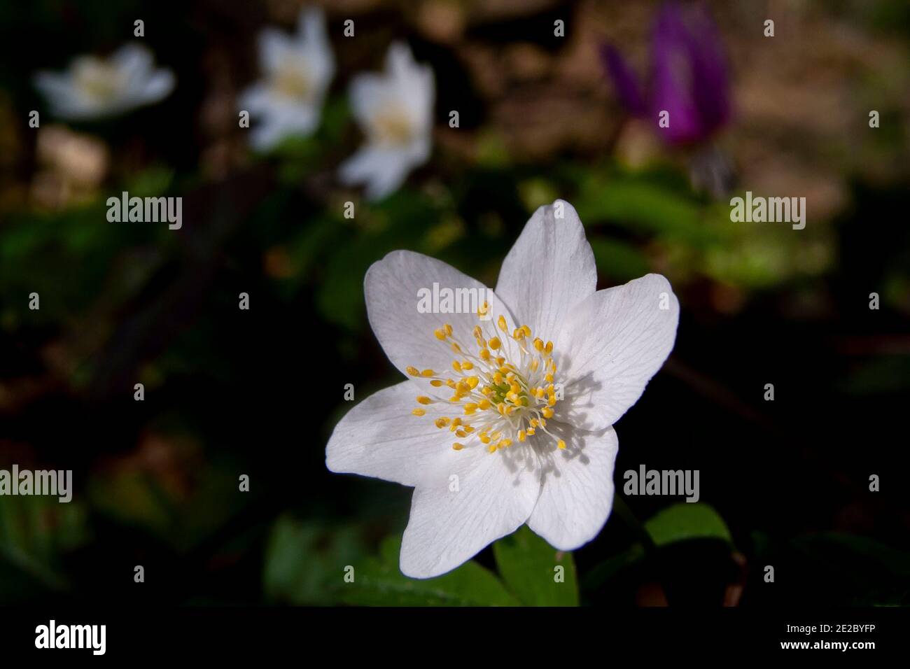 Spring flower Anemone nemorosa , early-spring flowering plant in the ...