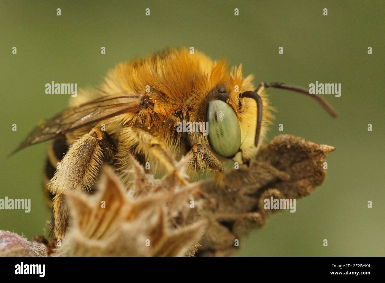 Anthophora bimaculata hi-res stock photography and images - Alamy