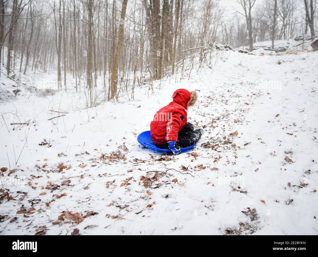 Boy in red coat sledding down hill in the woods on a snowy winter day ...