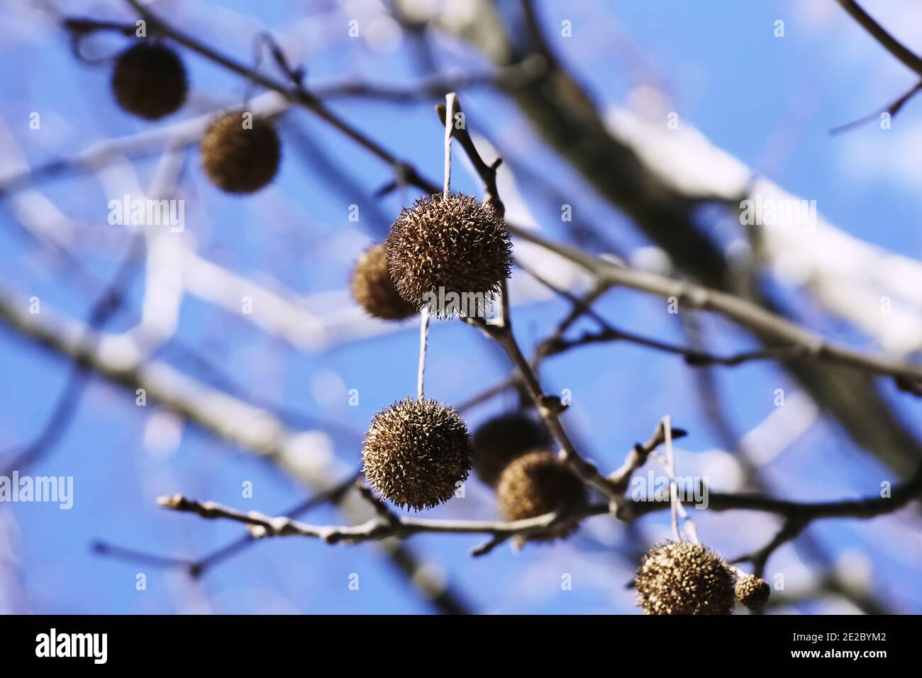 Selective focus shot of sycamore fruits on a blue sky background Stock ...