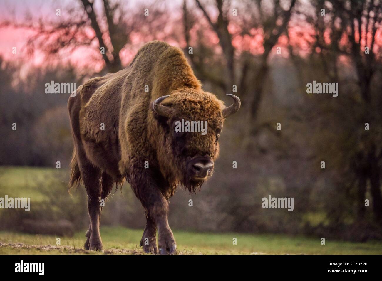 European bison in the forest hi-res stock photography and images - Alamy