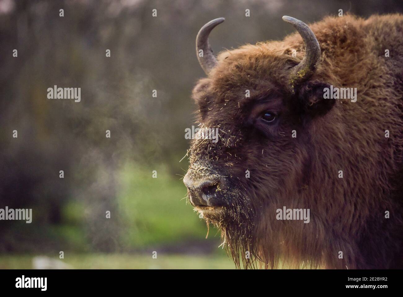 European bison in the forest hi-res stock photography and images - Alamy