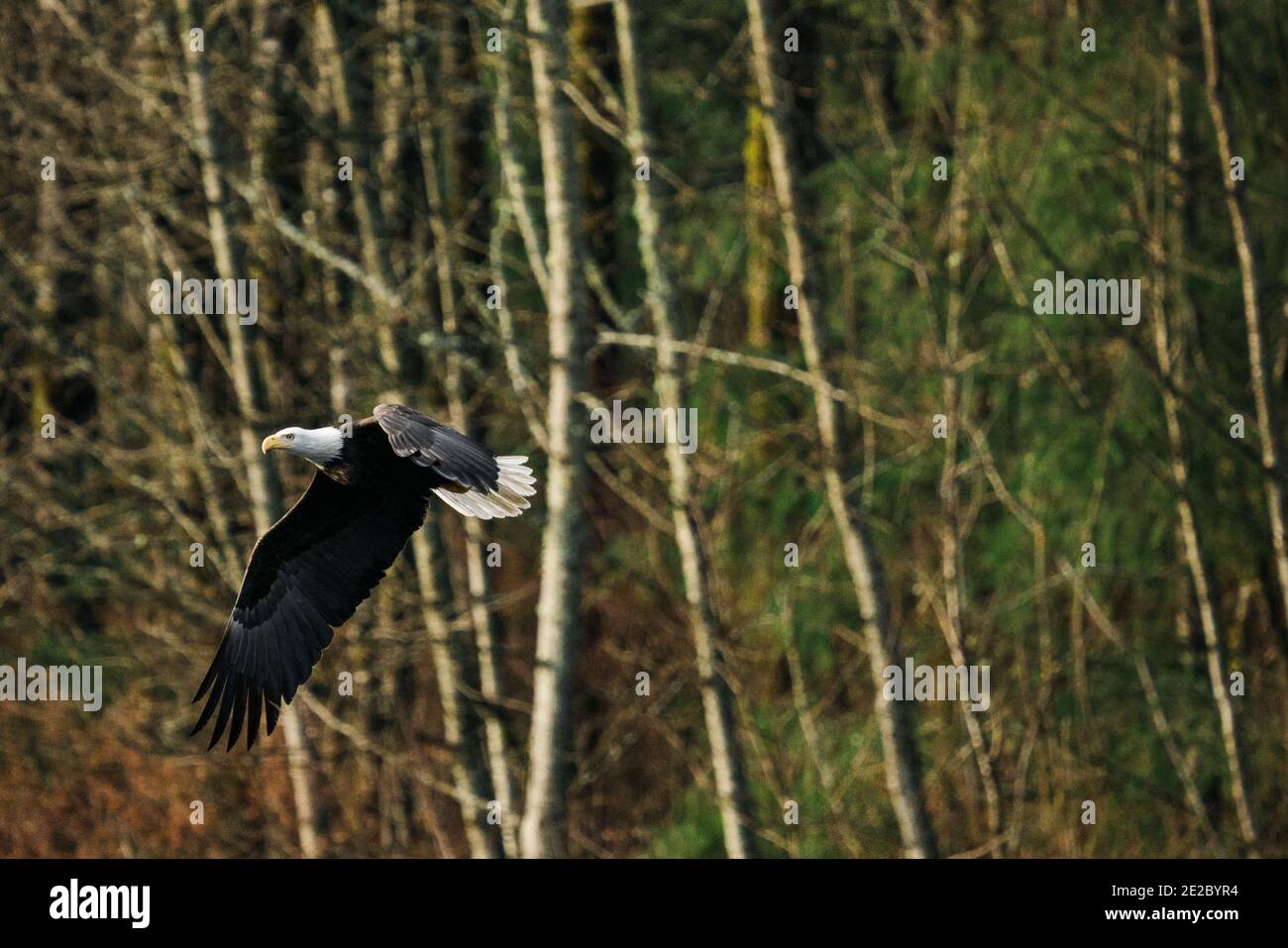 Bald eagle flying through trees hi-res stock photography and images - Alamy