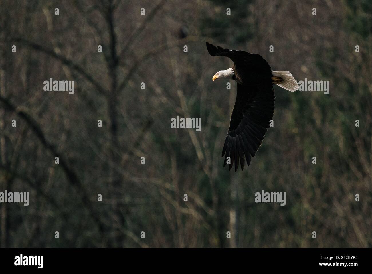 Bald eagle flying through trees hi-res stock photography and images - Alamy