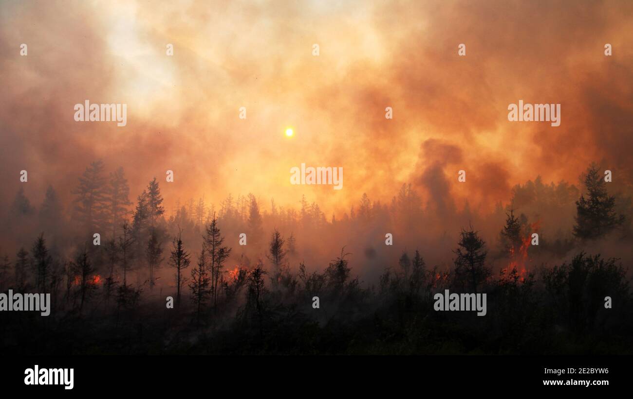 Forest fire, fire and smoke in the forest. Wildfires Stock Photo - Alamy