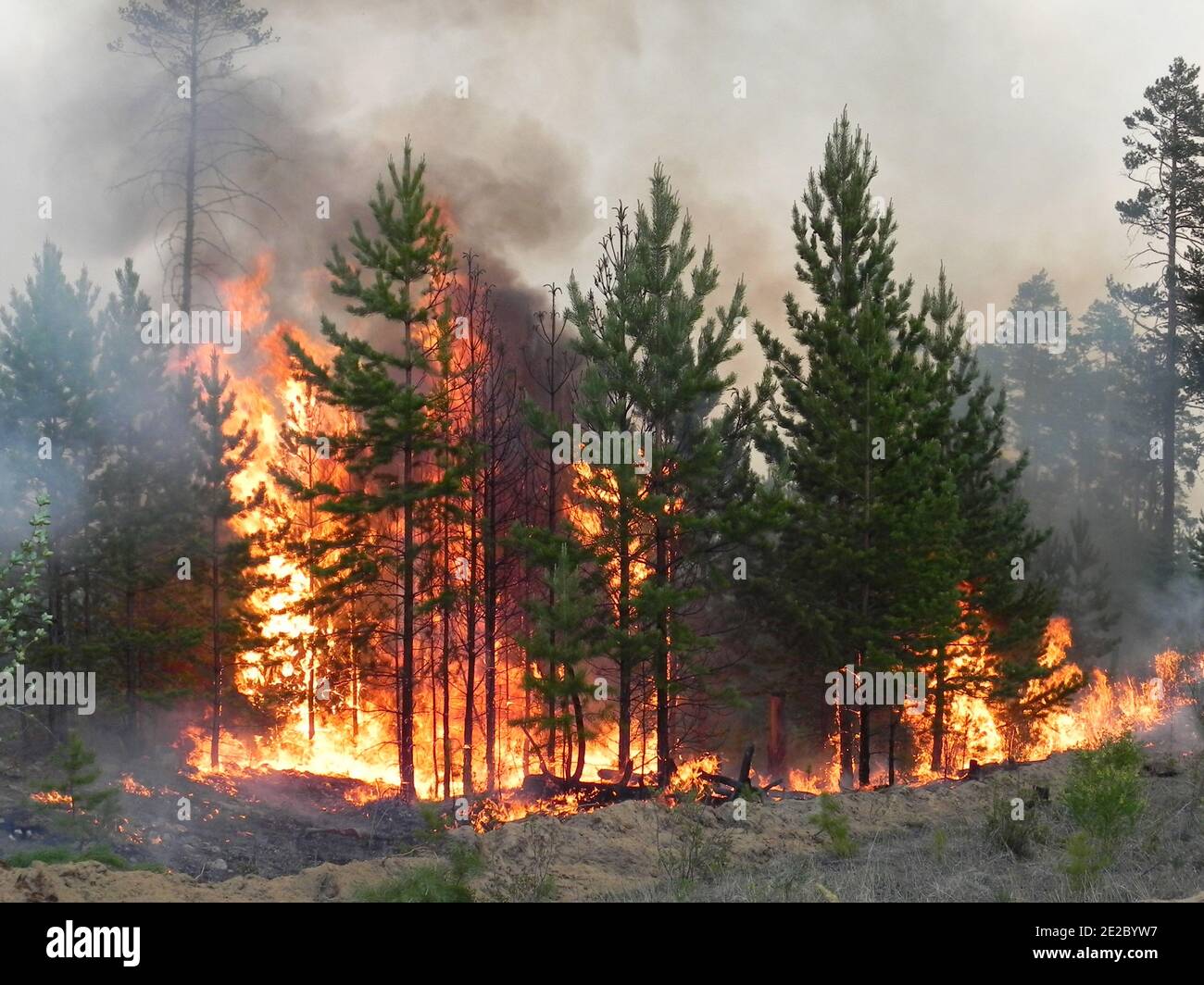 Forest fire, fire and smoke in the forest. Wildfires Stock Photo - Alamy