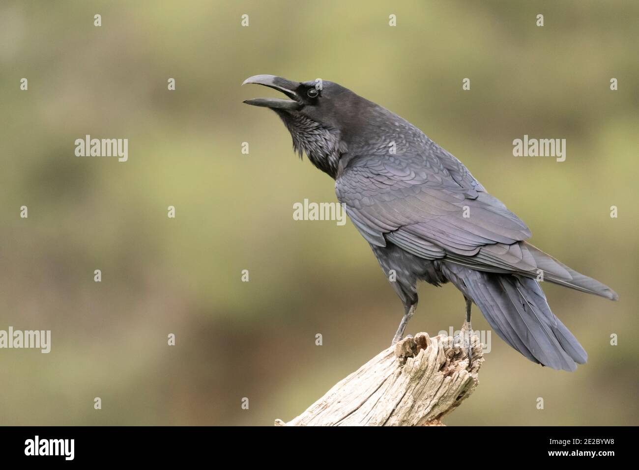 raven perched black bird corvus corax Stock Photo - Alamy