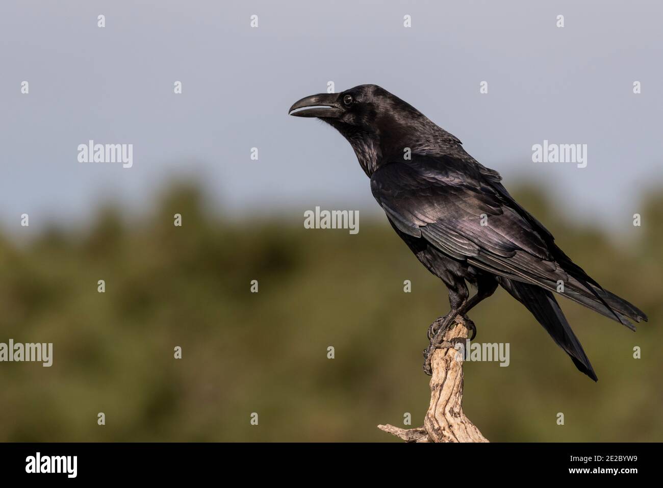 raven perched black bird corvus corax Stock Photo - Alamy