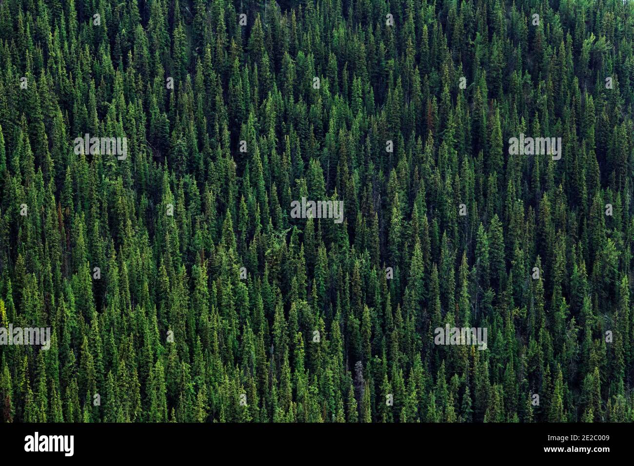 Texture of Dense Evergreen Forest Stock Photo - Alamy
