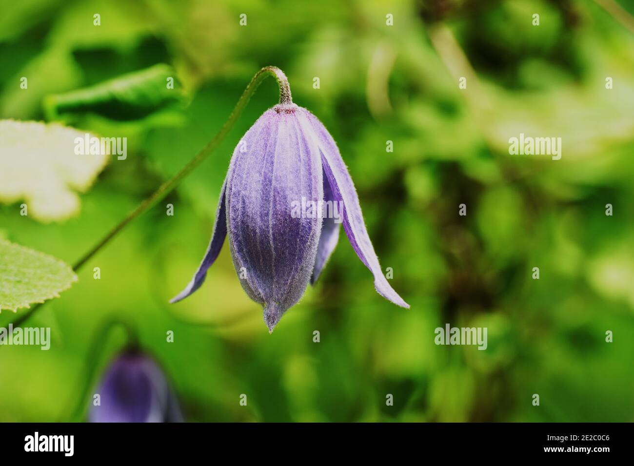 Closeup shot of a beautiful clematis bud Stock Photo - Alamy