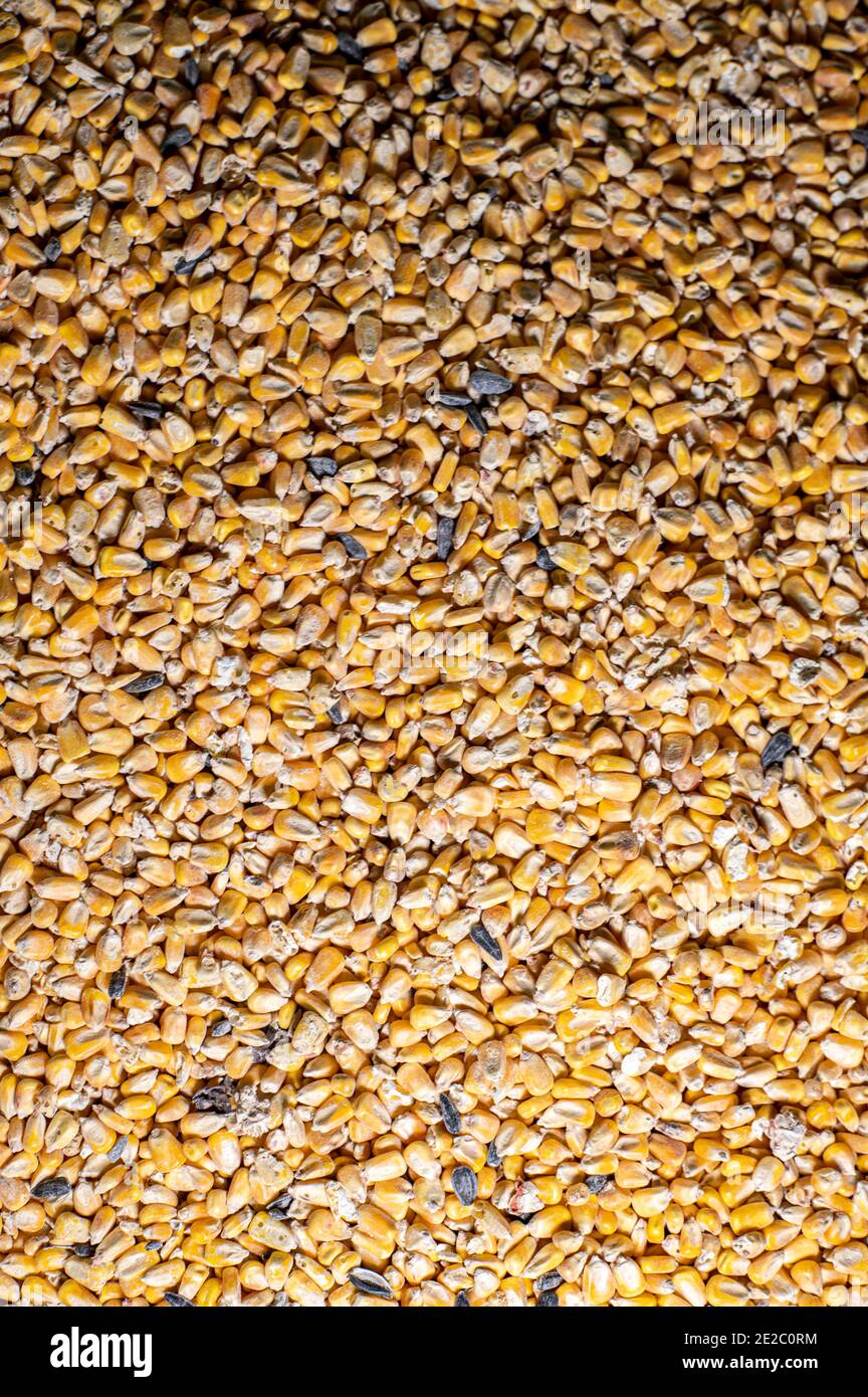 yellow corn texture for farm animal feed Stock Photo - Alamy