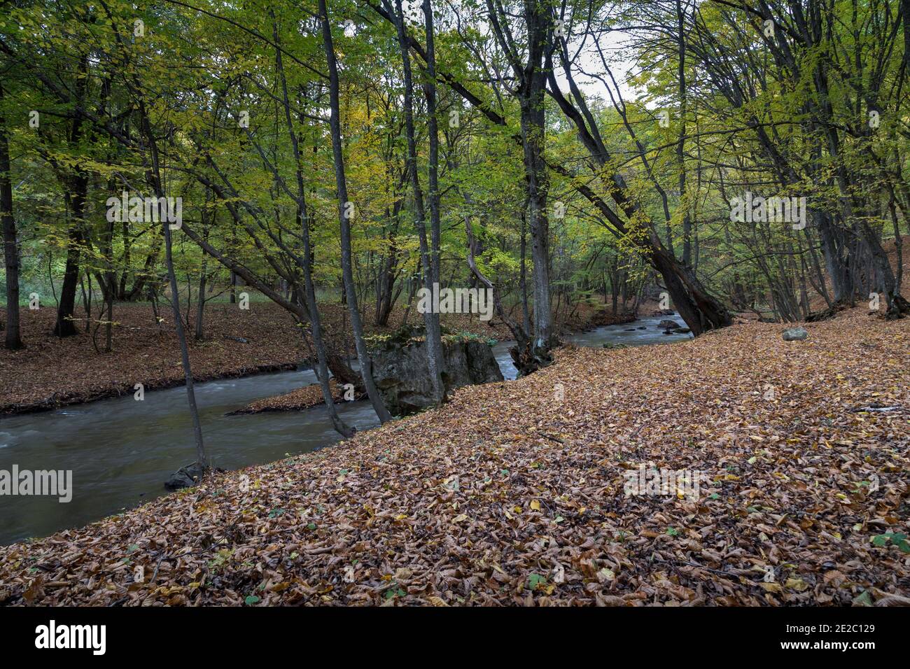 Beautiful autumn landscape in the deciduous forest. Beautiful views of ...