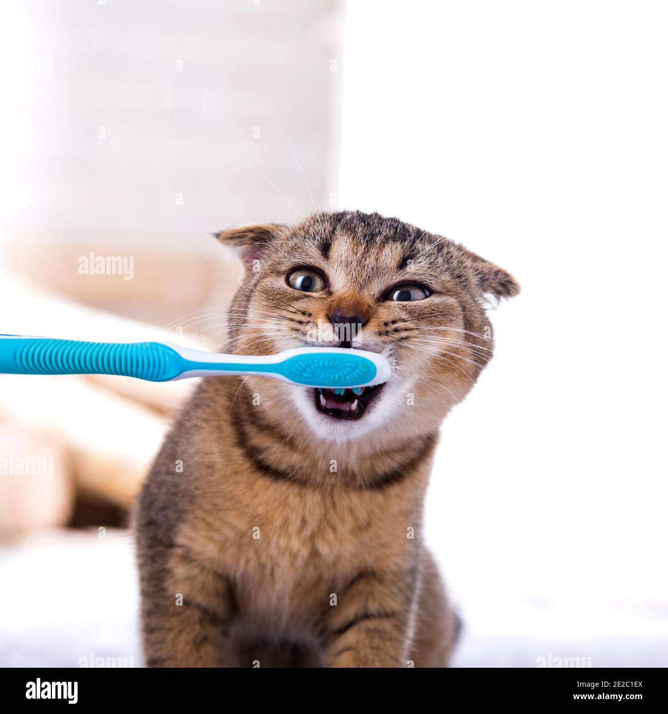 British kitten and a toothbrush. The cat is brushing his teeth Stock ...