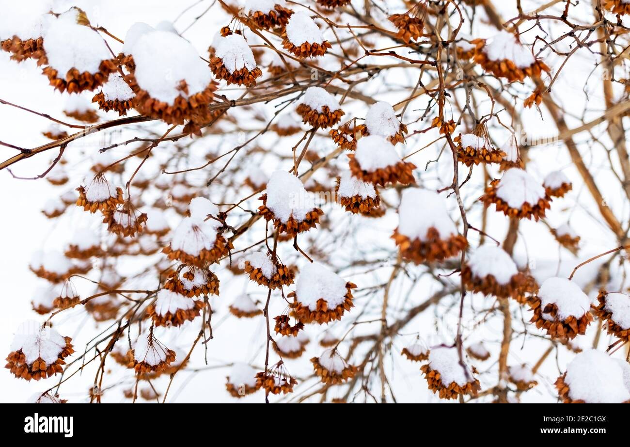 Snow bush hi-res stock photography and images - Alamy