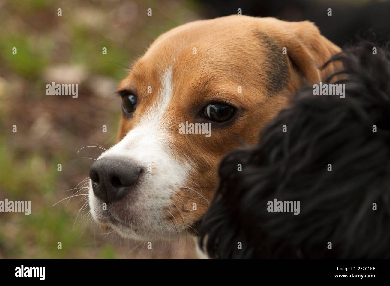 Dog face close up closeup beagle hi-res stock photography and images ...