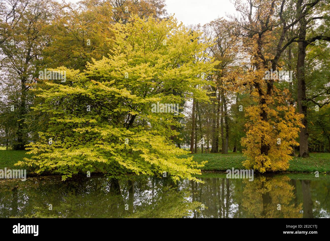 Autumn coloured trees Stock Photo - Alamy