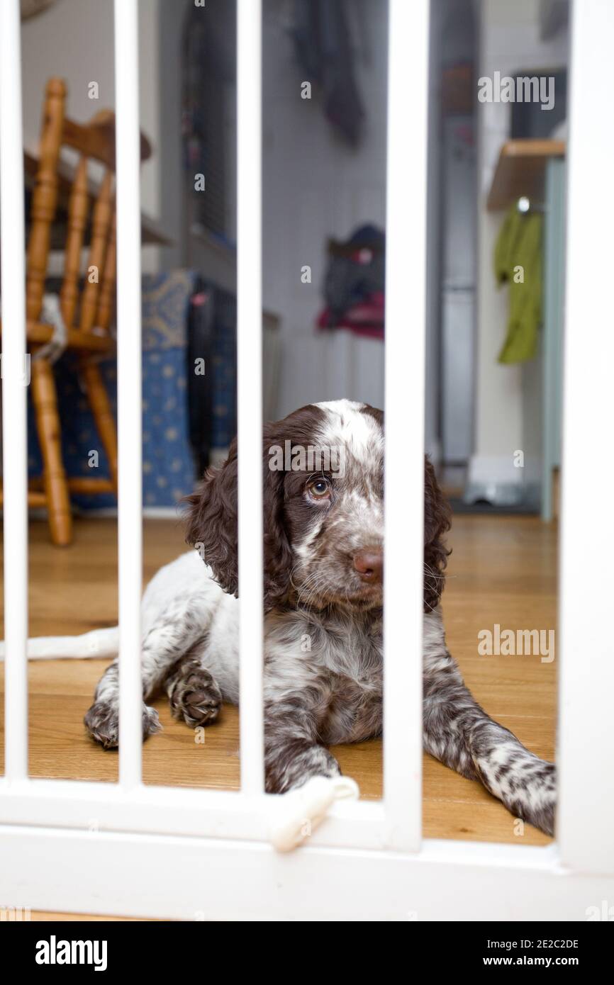 Dog behind gate hi-res stock photography and images - Alamy