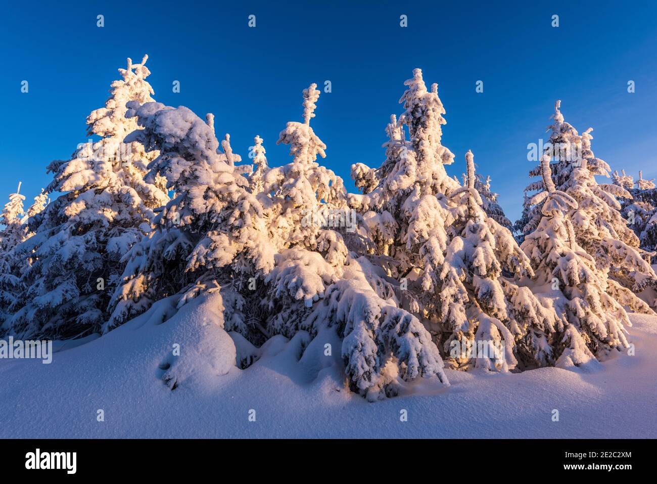 Snowy trees. Trees covered with ice up high in the mountains Stock ...