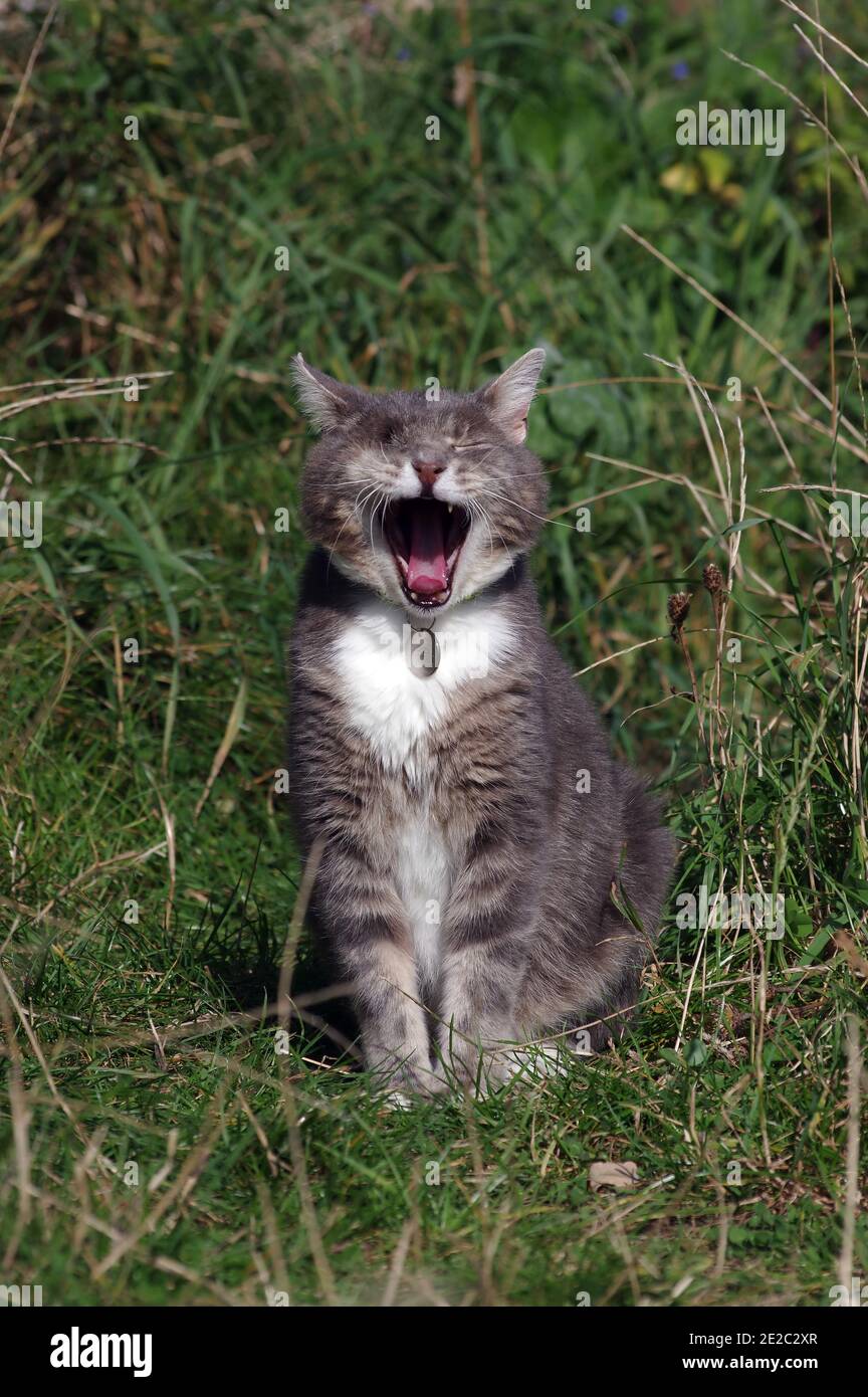 One-eye cat in garden Stock Photo - Alamy
