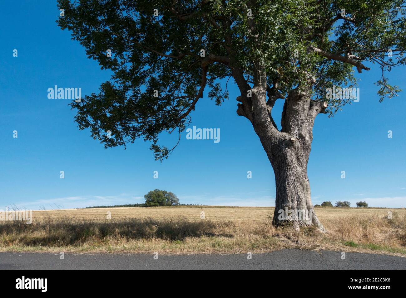 Fraxinus excelsior ash hi-res stock photography and images - Alamy