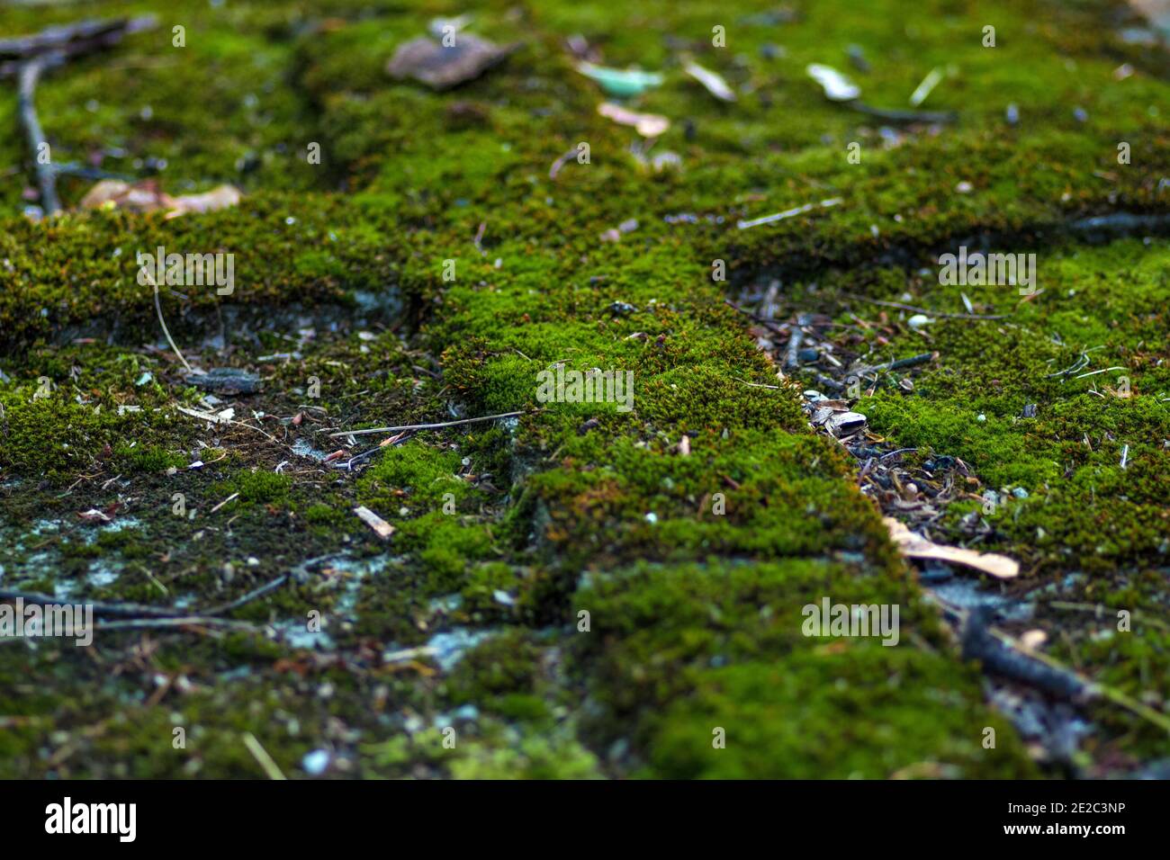High angle view of a cross on a grave covered in moss in the graveyard ...