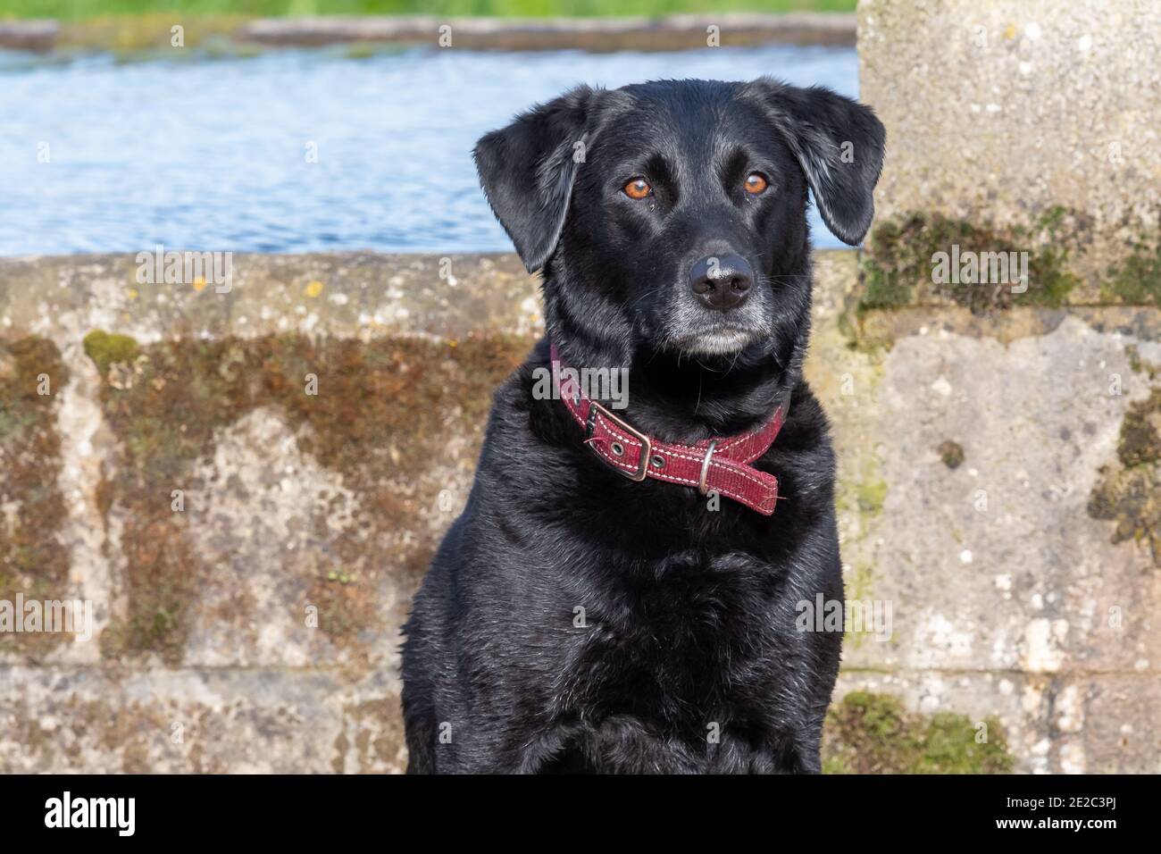 Portrait of a black Labrador sitting infront of a water trough Stock ...