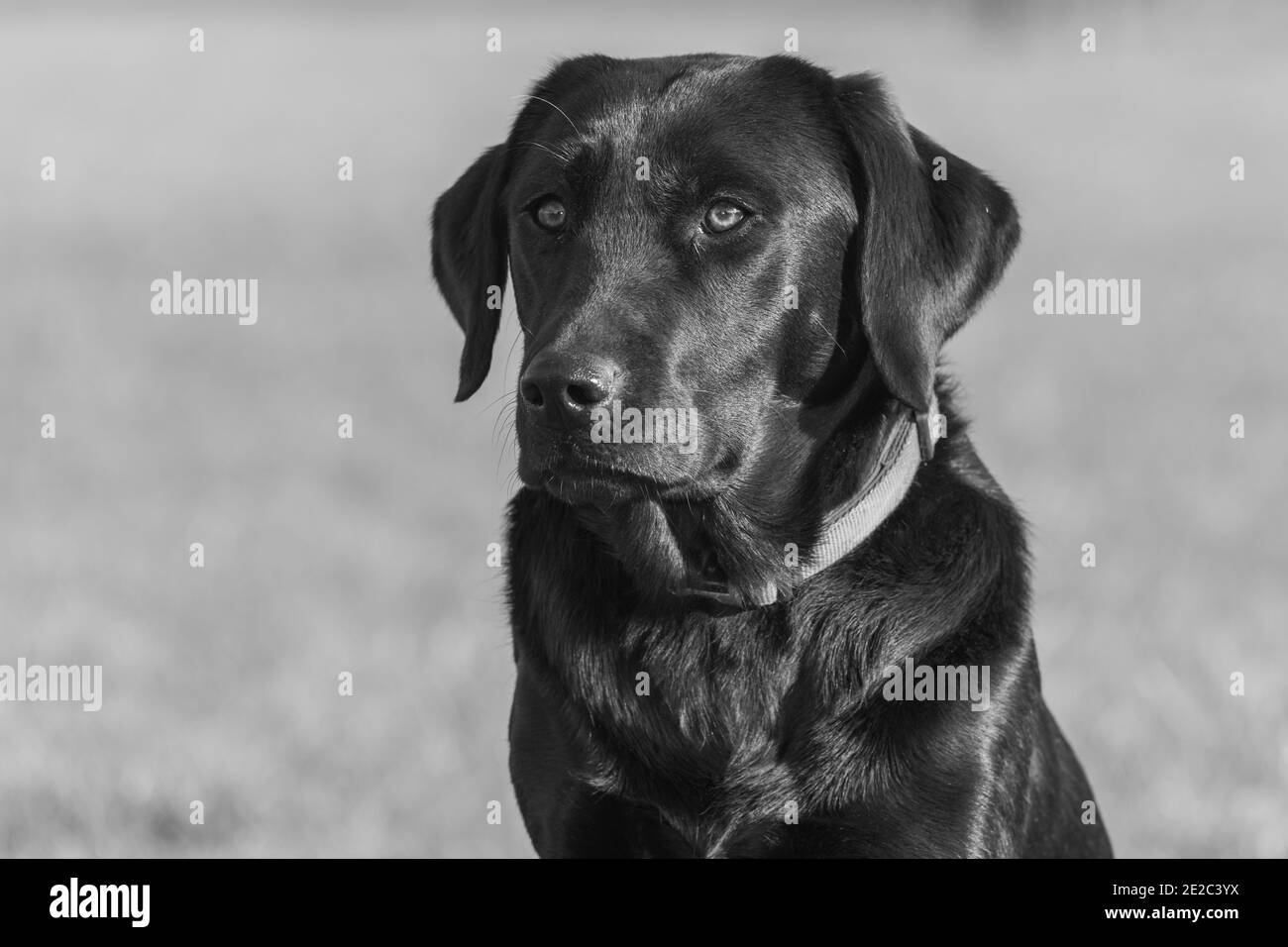 Close up portrait of a cute black Labrador sitting down Stock Photo - Alamy