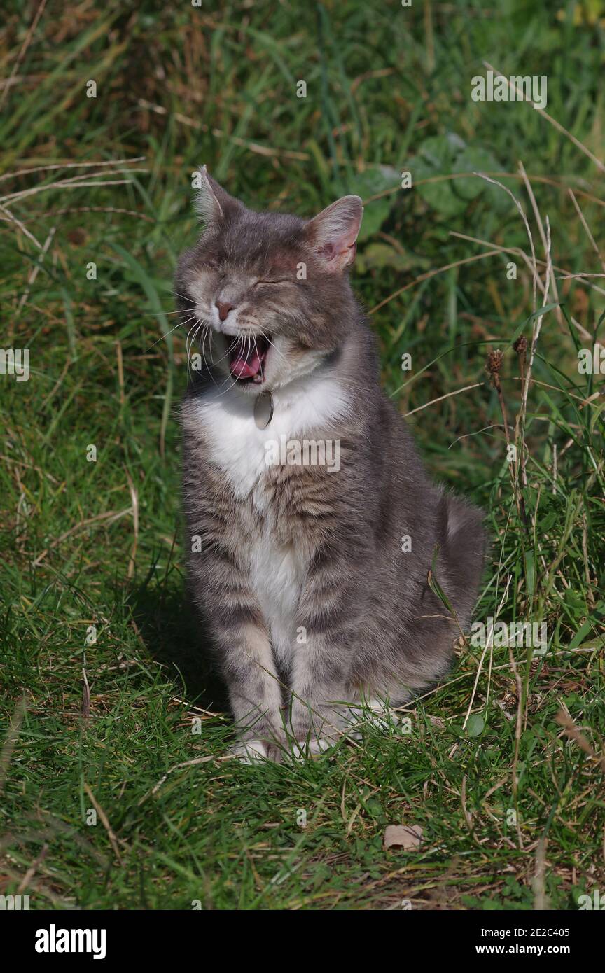 One-eye cat in garden Stock Photo - Alamy