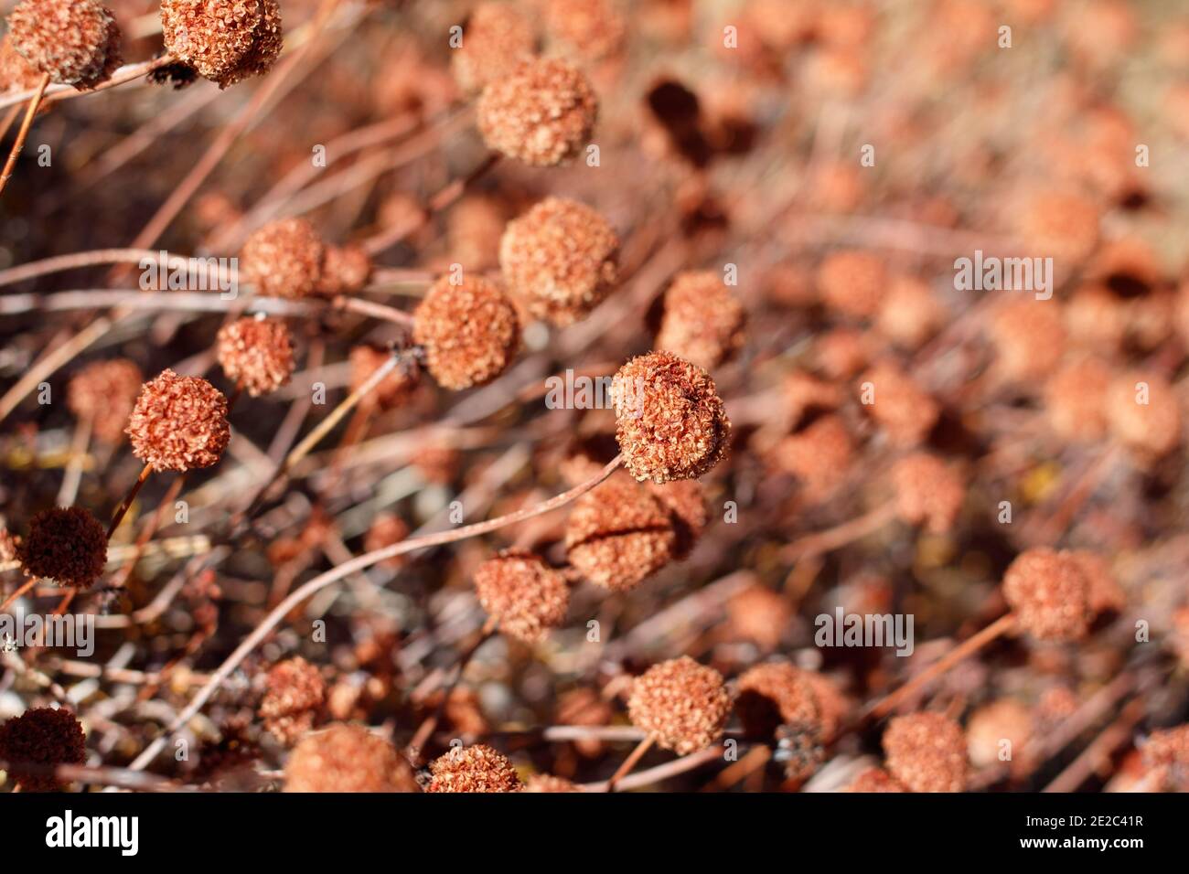 Achene fruit, California Buckwheat, Eriogonum Fasciculatum ...