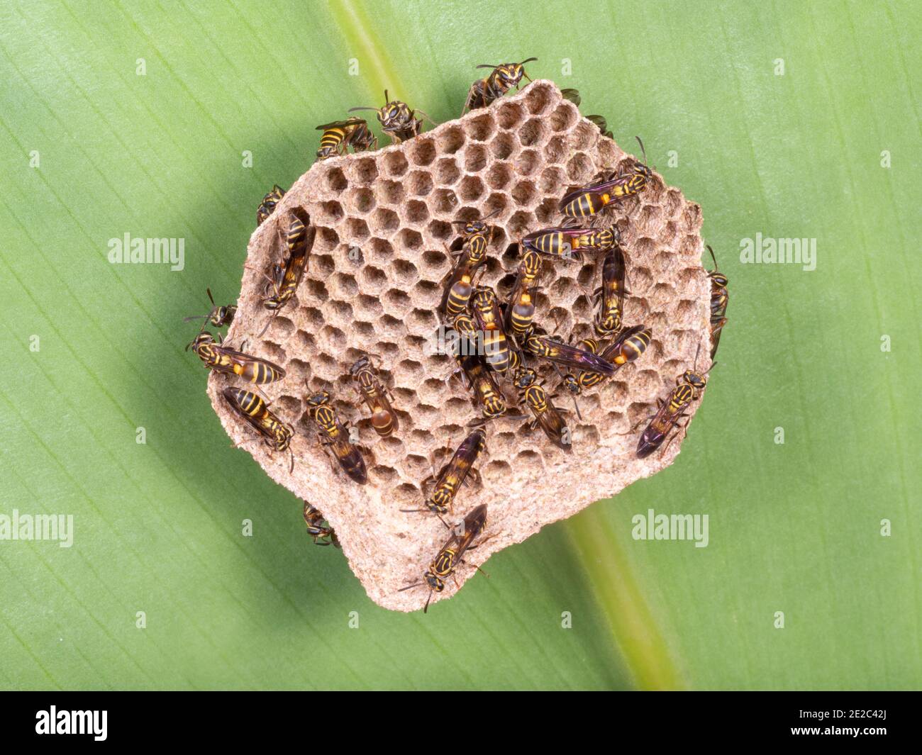 Wasp nest under a leaf in the rainforest understory in the Ecuadorian ...