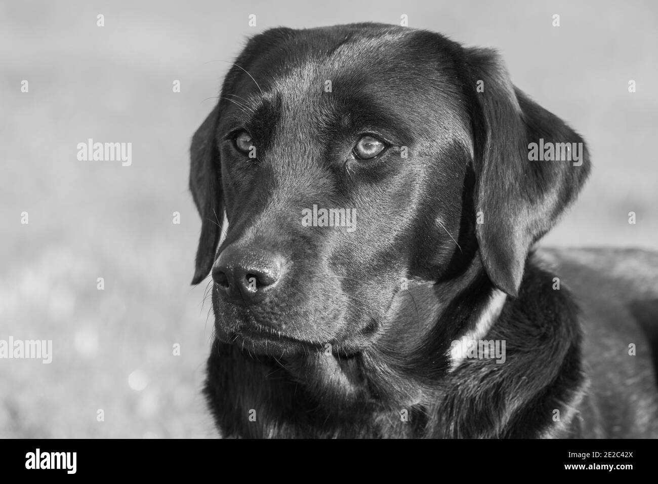 Close up portrait of a cute black Labrador Stock Photo - Alamy