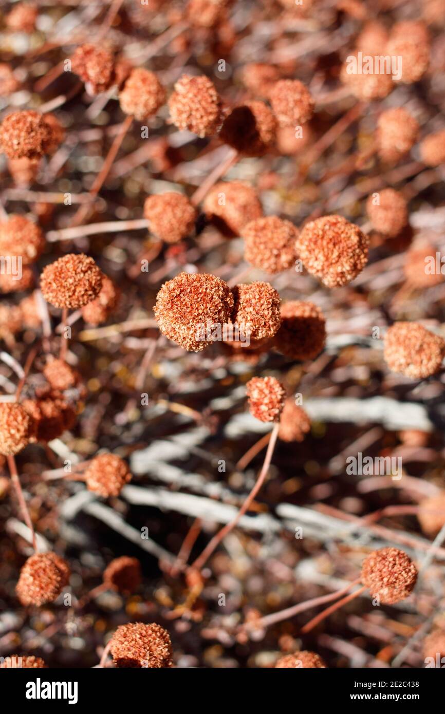 Eriogonum fasciculatum hi-res stock photography and images - Alamy