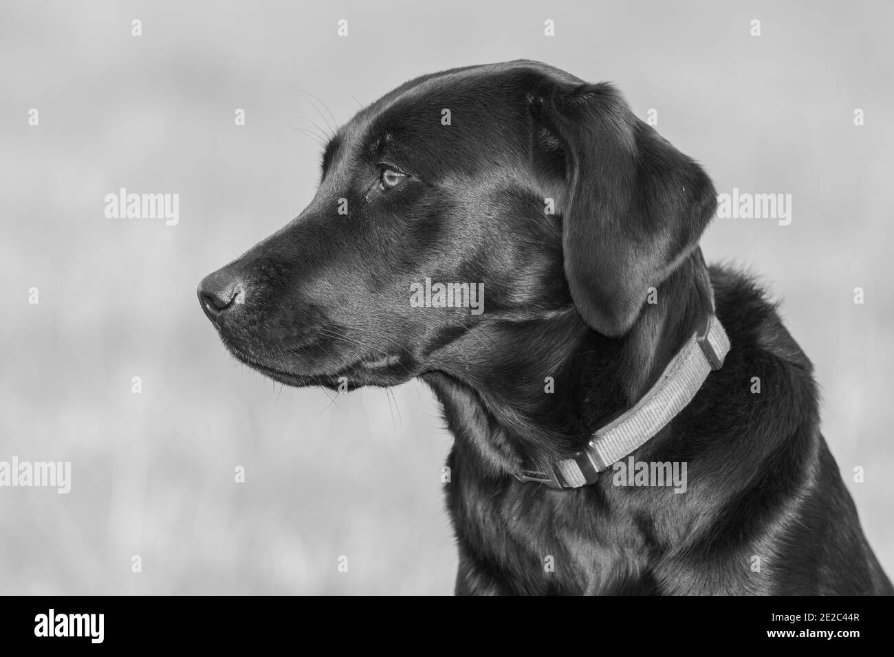 Close up portrait of a cute black Labrador looking away Stock Photo - Alamy