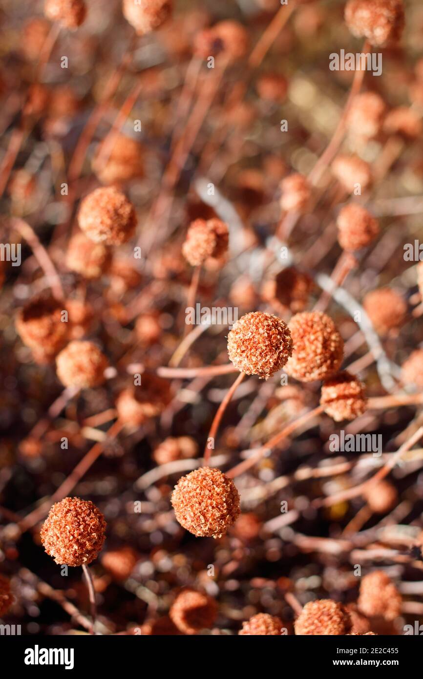 Knotweed family hi-res stock photography and images - Alamy