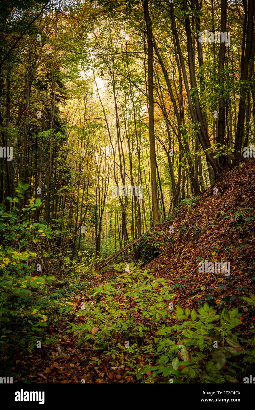 Forest scenery in the most spectacular period of the year – autumn ...