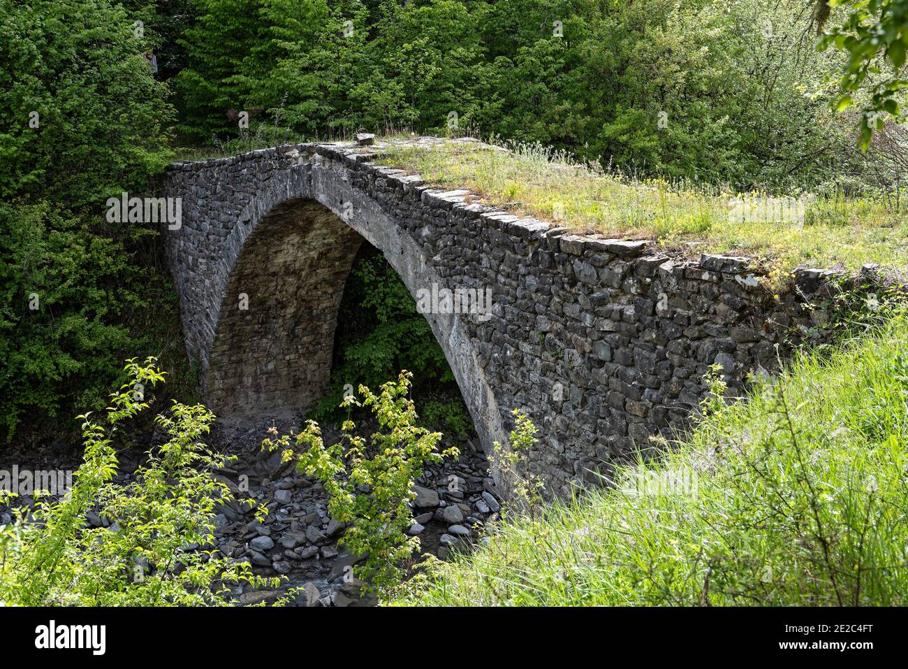 Gouras hi-res stock photography and images - Alamy