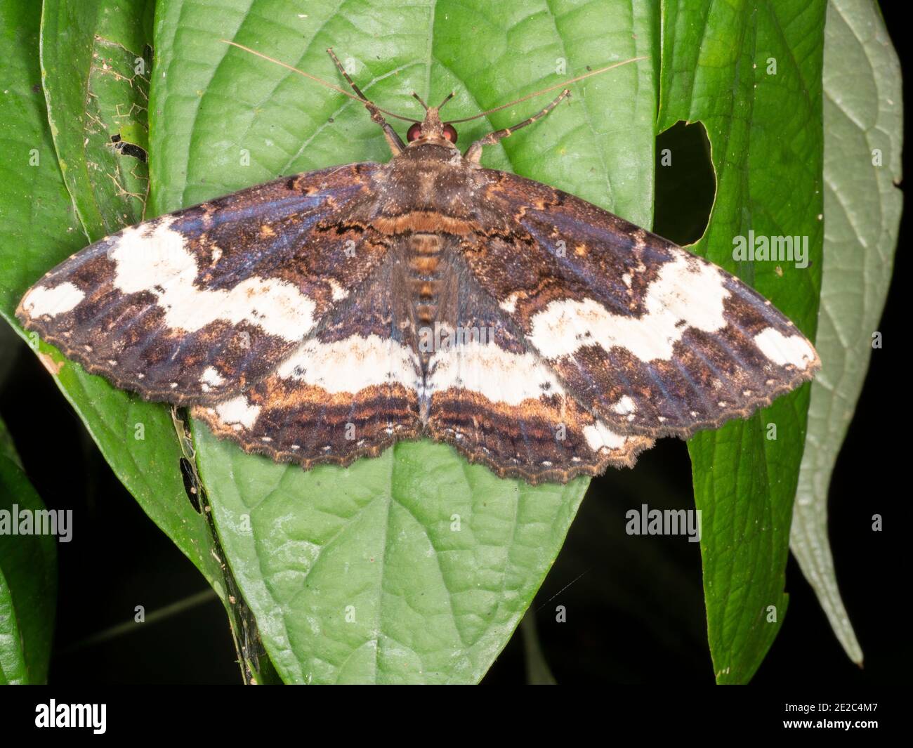 Moth resting in the rainforest understory at night, Ecuador Stock Photo ...
