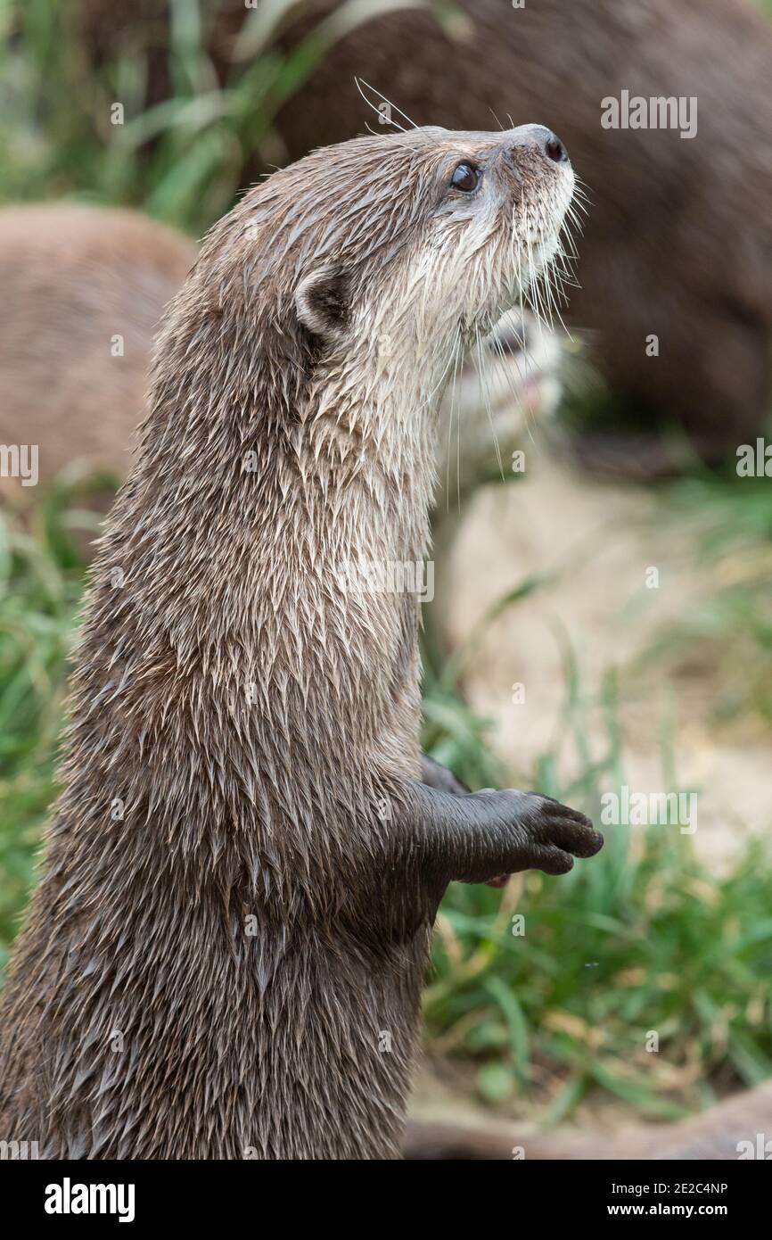 Portrait of an Asian small clawed otter (amblonyx cinerea) standing up ...